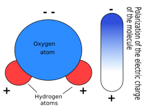 Composición química del agua | La guía de Biología