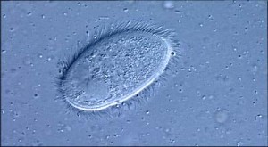 Microorganismos en los reinos Protistas y Fungi (Hongos) | La guía de ...