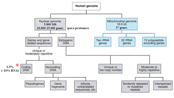 ¿Qué contiene el genoma humano? | La guía de Biología