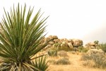 Vegetación de zonas áridas | La guía de Biología