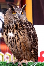 Escarabajo Hércules | La guía de Biología