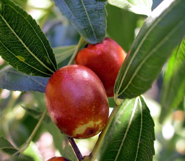 Azufaifos para el otoño | La guía de Biología