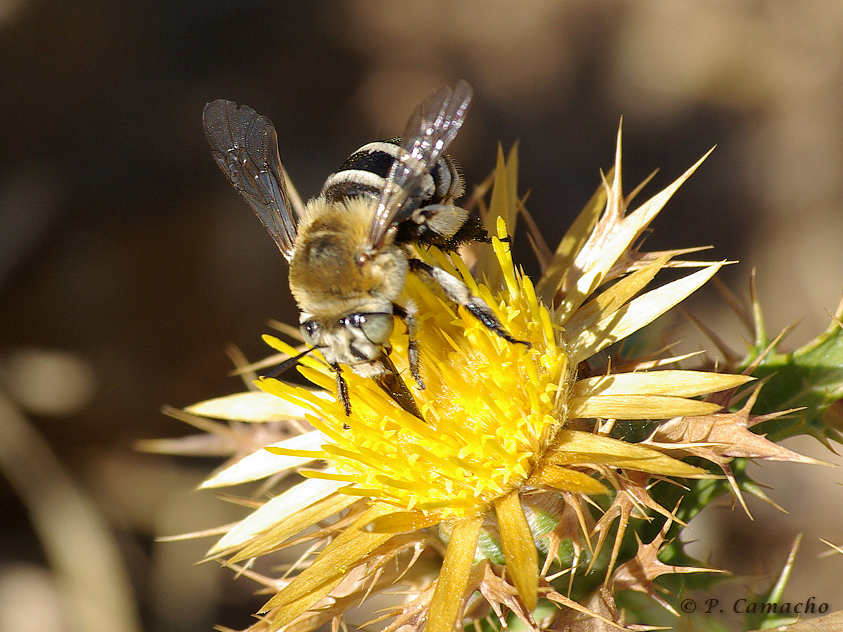 Estructura social de himenópteros | La guía de Biología