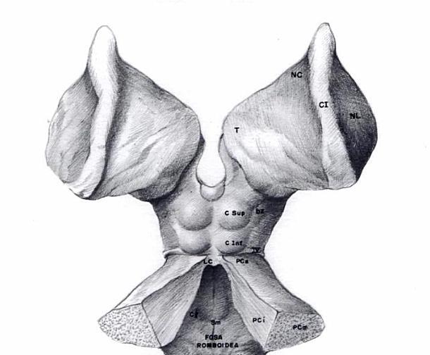 Anatomía externa del mesencéfalo humano | La guía de Biología