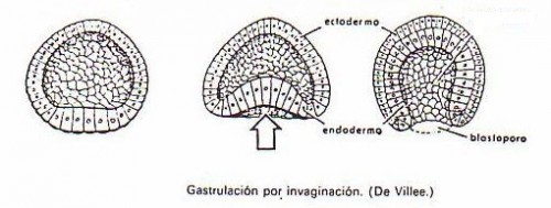 Introducción a la embriogénesis animal | La guía de Biología
