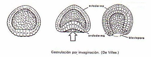 Introducción a la embriogénesis animal | La guía de Biología