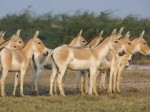 El onagro | La guía de Biología