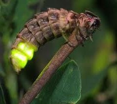 Bioluminiscencia, las luciérnaganas. | La guía de Biología
