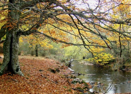 Biomas: bosque templado | La guía de Biología
