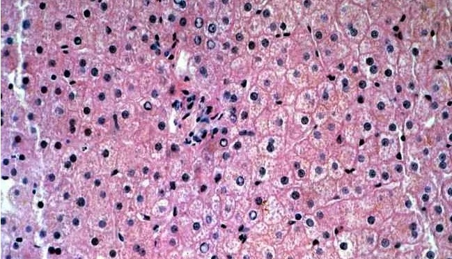 Hepatocitos | La guía de Biología