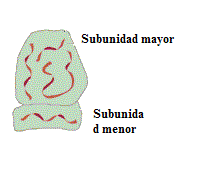 ARN ribosómico | La guía de Biología