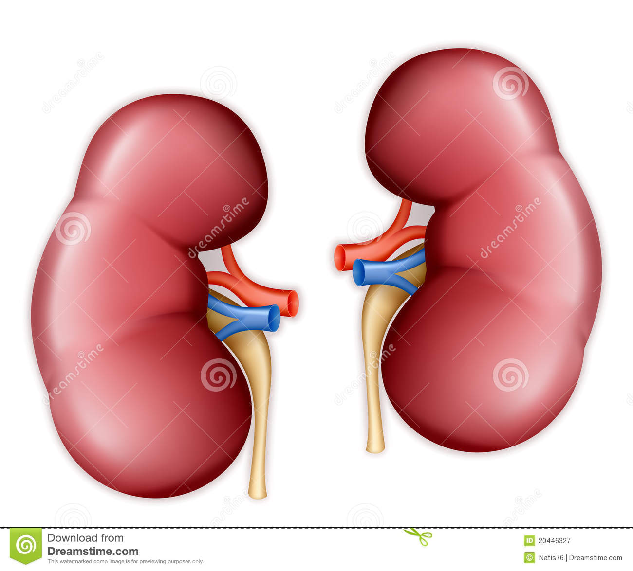 Riñones | La guía de Biología