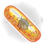 LUCA, el antecesor evolutivo | La guía de Biología