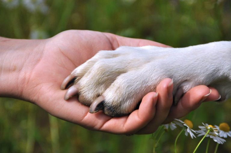 La biología de la conexión entre perros y humanos | La guía de Biología
