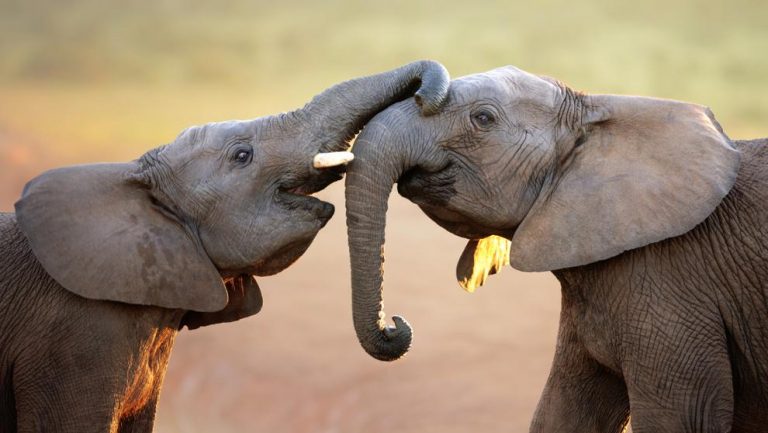 ¿Por qué algunos animales se aparean con una pareja en lugar de con ...