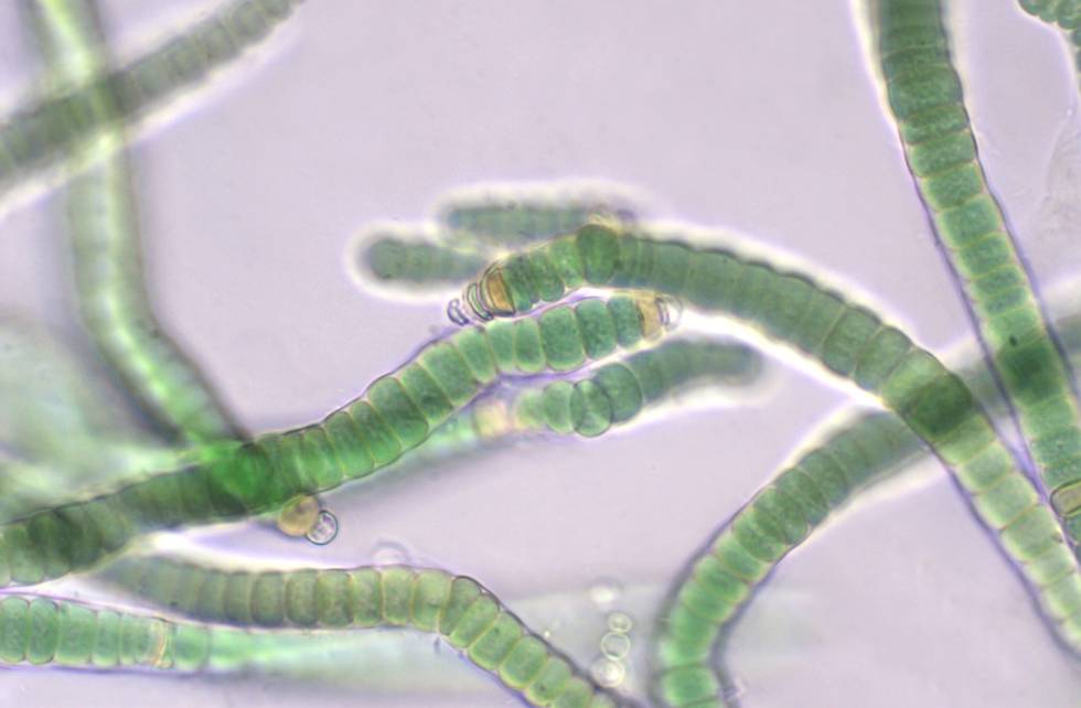 Producción de toxinas por microorganismos en ambientes desérticos | La ...