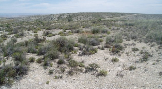 Capacidad hidráulica de plantas de zonas áridas | La guía de Biología