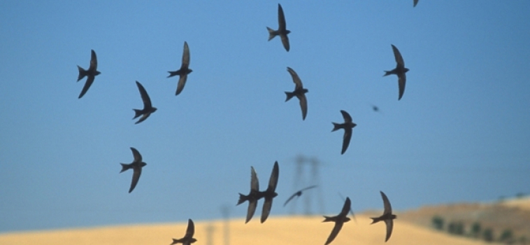 Cómo identificar vencejos al vuelo | La guía de Biología